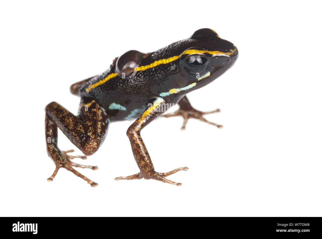 Lovely poison dart frog (Phyllobates lugubris) with a tadpole, Isla ...
