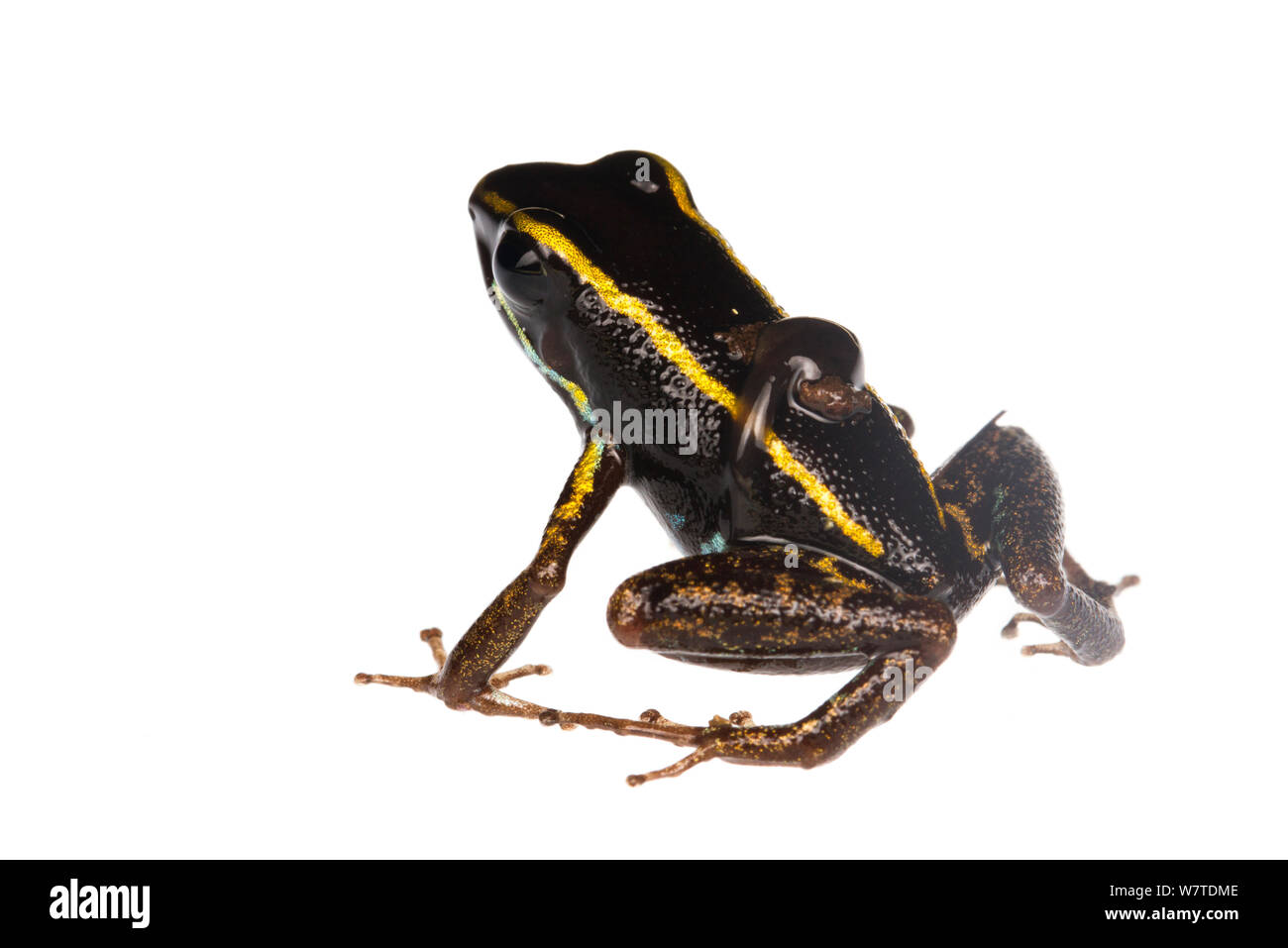 Golden Poison Dart Frog Tadpole