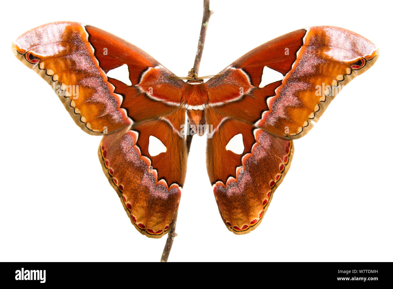 Rothschildia moth hi-res stock photography and images - Alamy