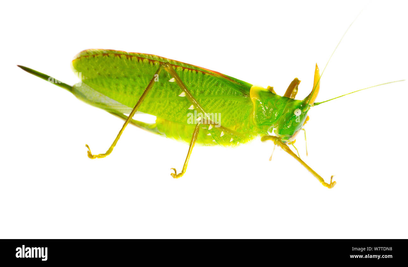 Rhinoceros Katydid (Copiphora rhinoceros) Isla Colon, Panama ...
