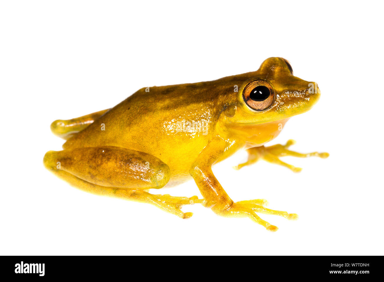 Olive snouted tree frog hi-res stock photography and images - Alamy