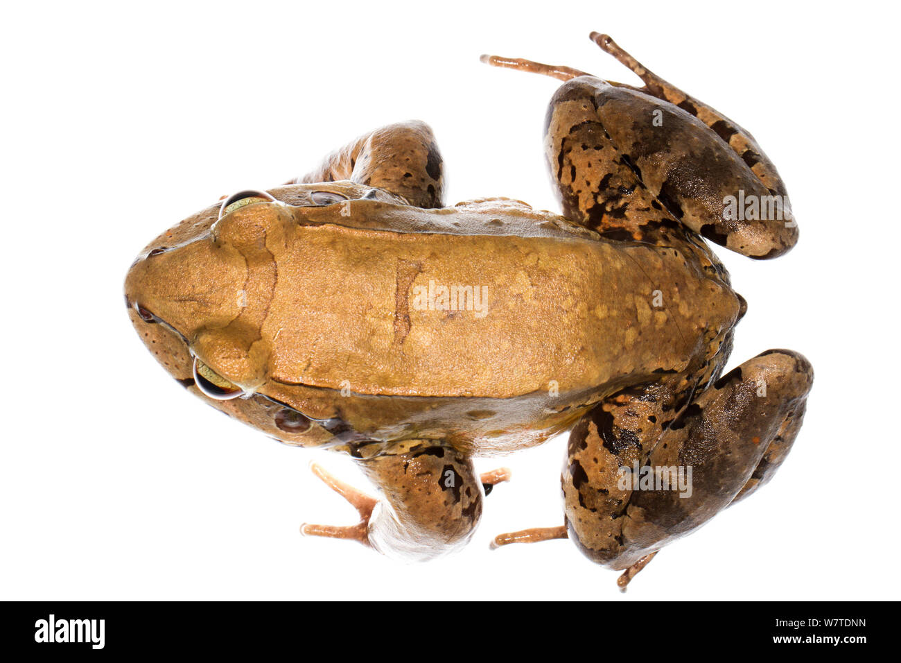 Savage's Thin-toed Frog (Leptodactylus savagei) Isla Colon, Panama ...