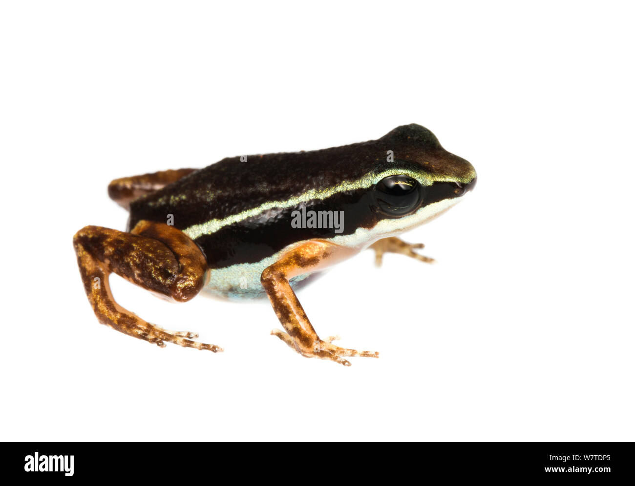 Rio frog Cut Out Stock Images & Pictures - Alamy