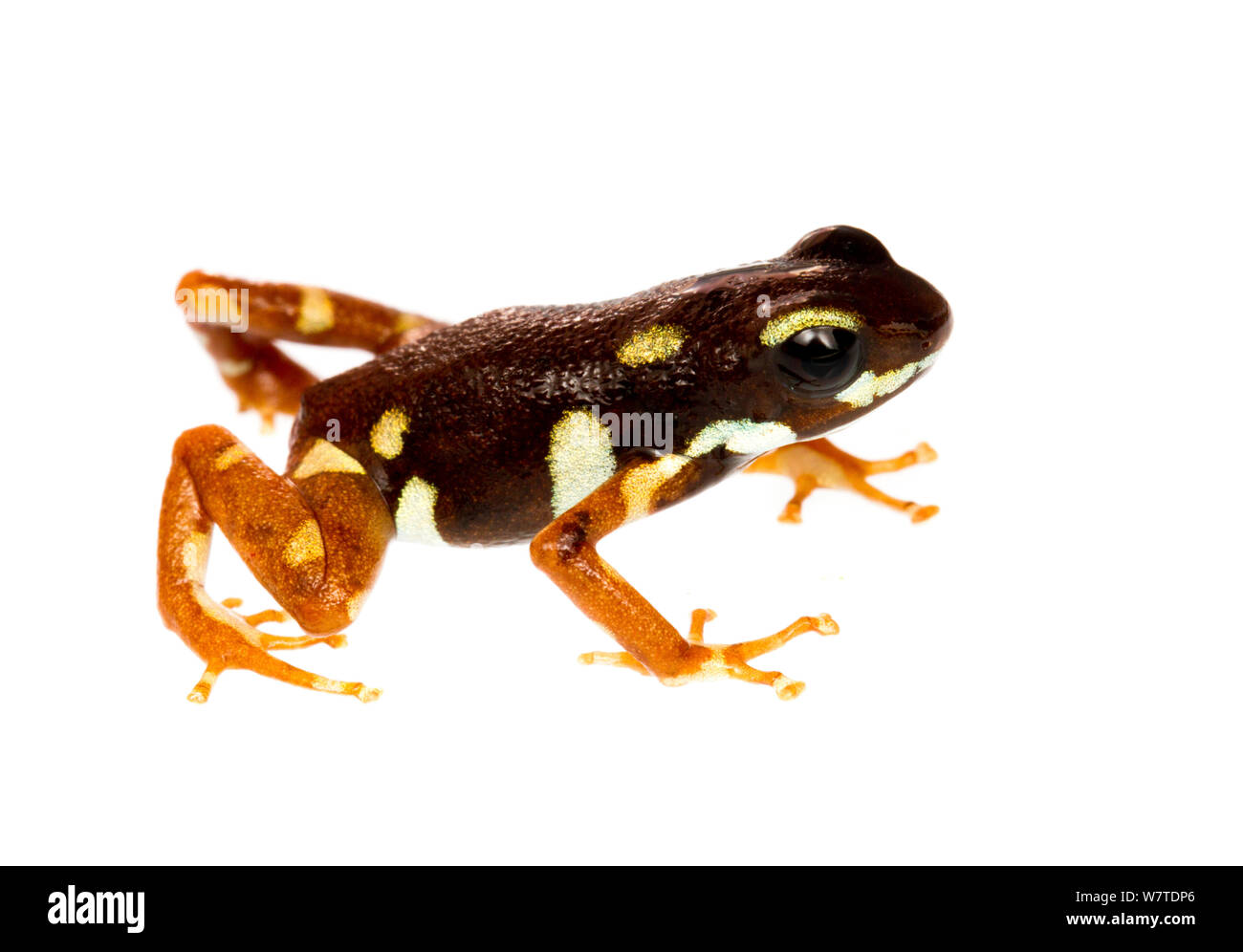Strawberry Poison Frog (Oophaga pumilio) one of many colour morphs, Rio ...