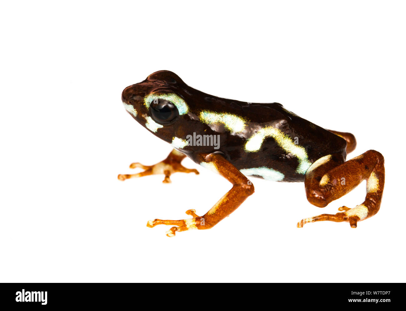 Strawberry Poison Frog (Oophaga pumilio) one of many colour morphs, Rio ...