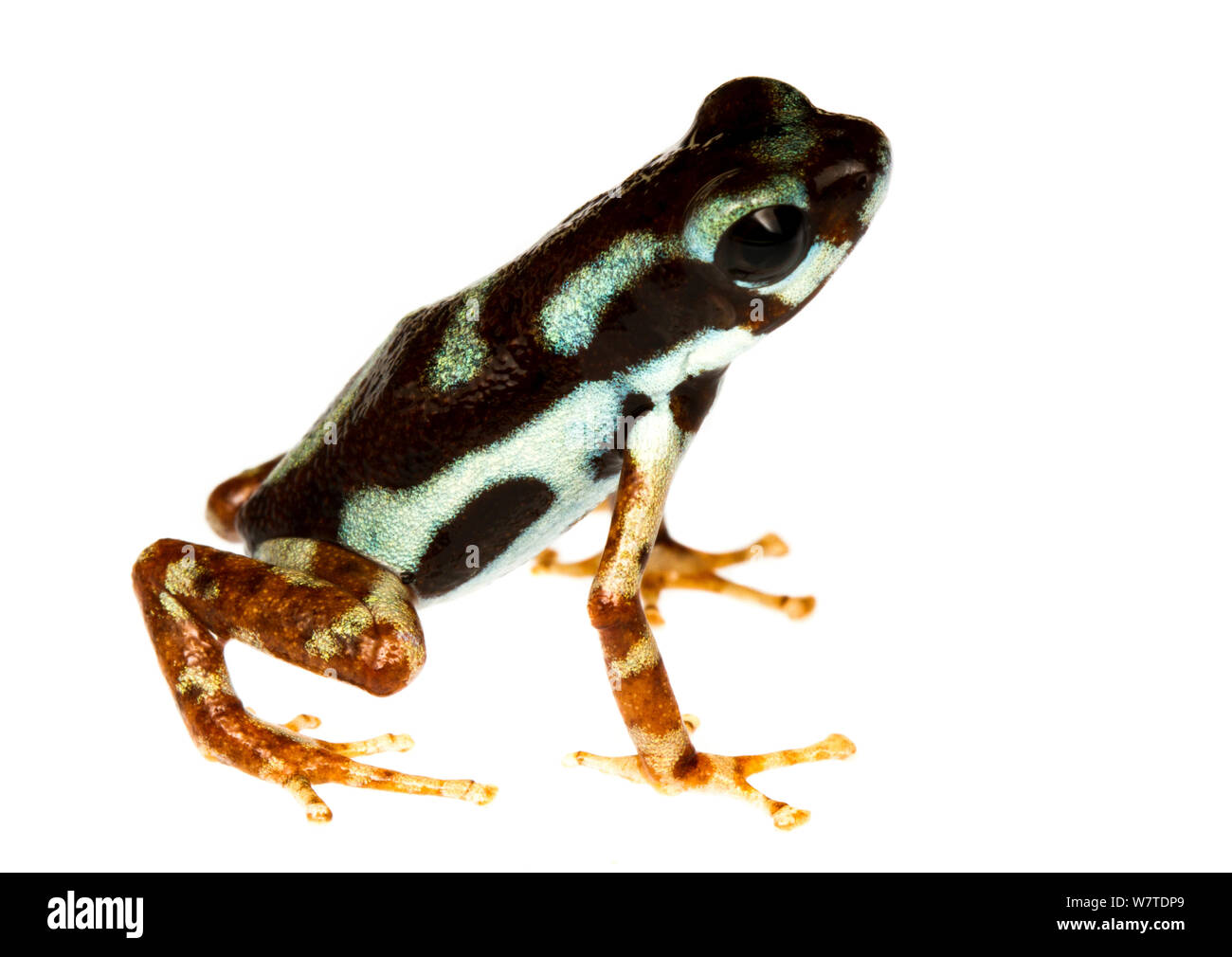 Strawberry Poison Frog (Oophaga pumilio) one of many colour morphs, Rio ...