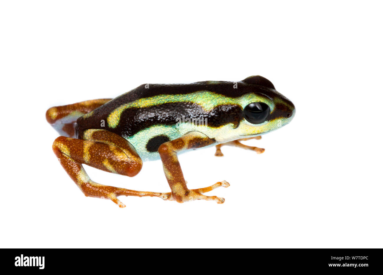 Strawberry Poison Frog (Oophaga pumilio) one of many colour morphs, Rio ...