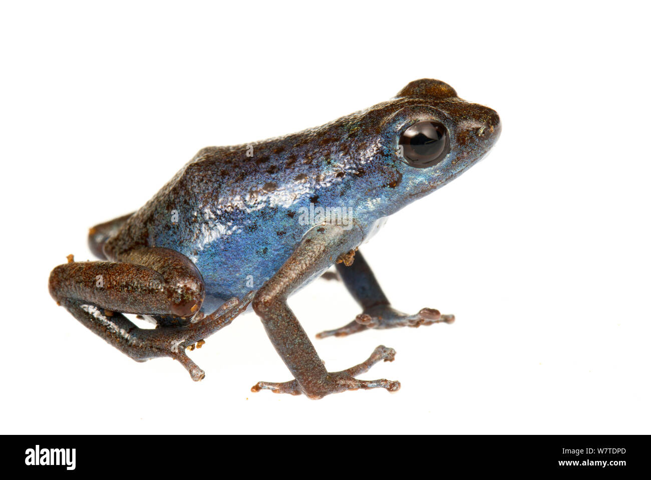 Red morphs Cut Out Stock Images & Pictures - Alamy