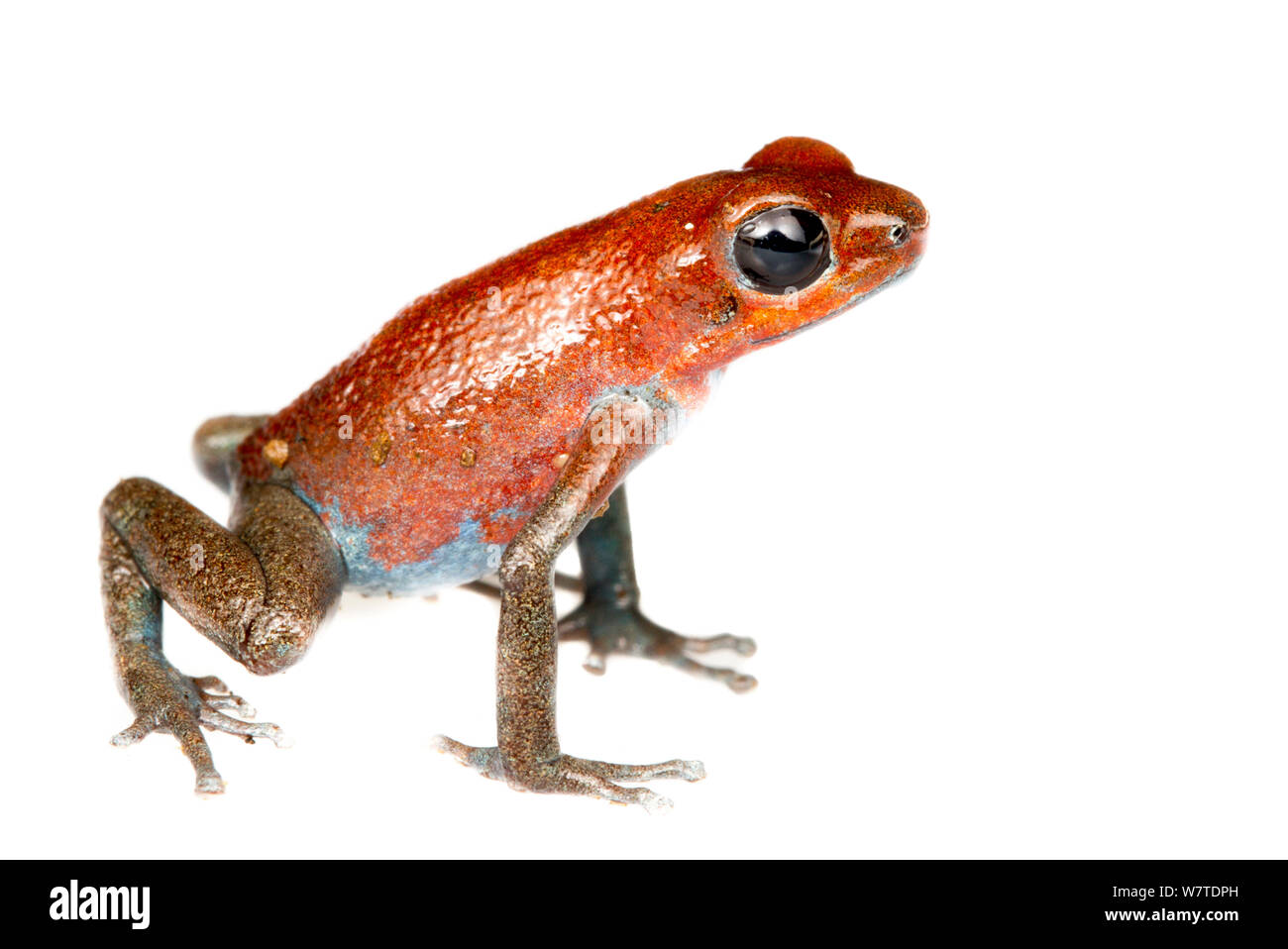 Strawberry Poison Frog (Oophaga pumilio) one of many colour morphs ...