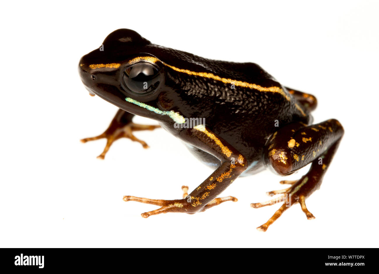 Lovely poison frog (Phyllobates lugubris) Escudo de Veraguas, Panama ...