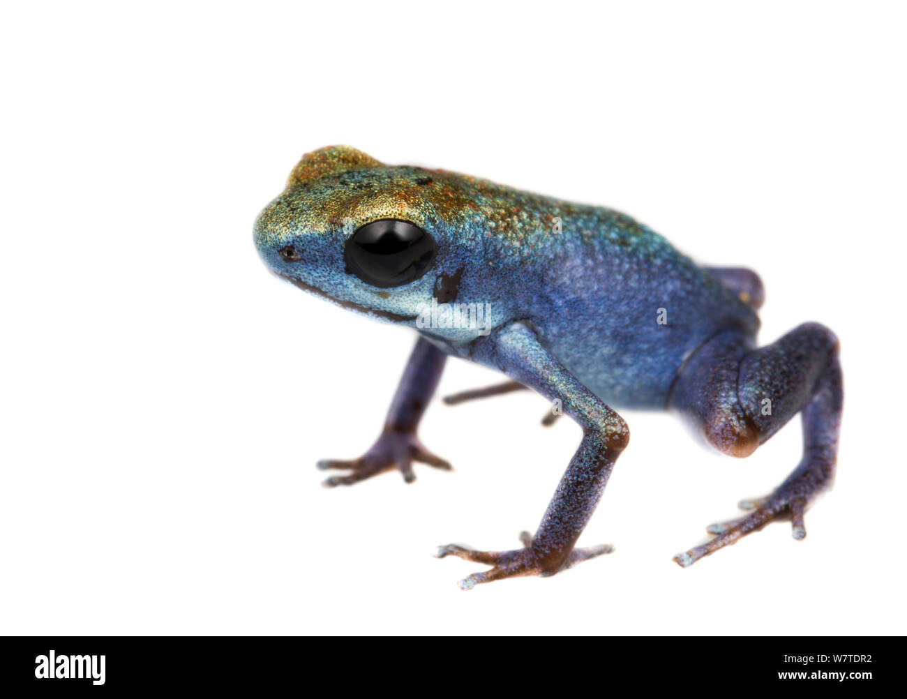 Strawberry Poison Frog (Oophaga pumilio) one of many colour morphs ...