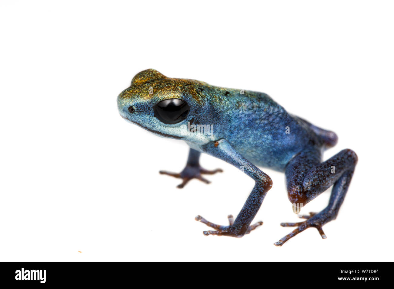 Escudo de panama hi-res stock photography and images - Alamy