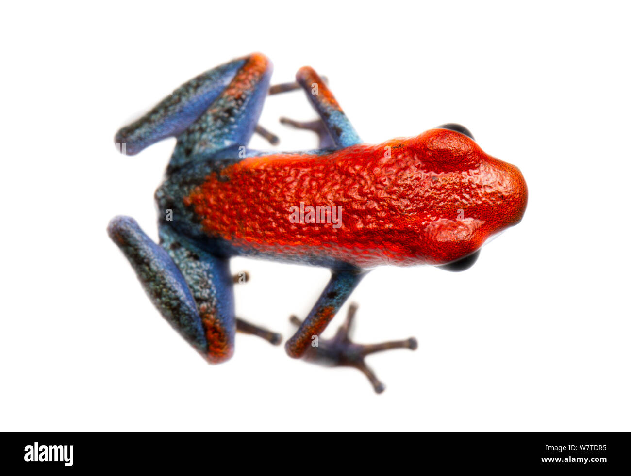 Strawberry Poison Frog (Oophaga pumilio) one of many colour morphs ...