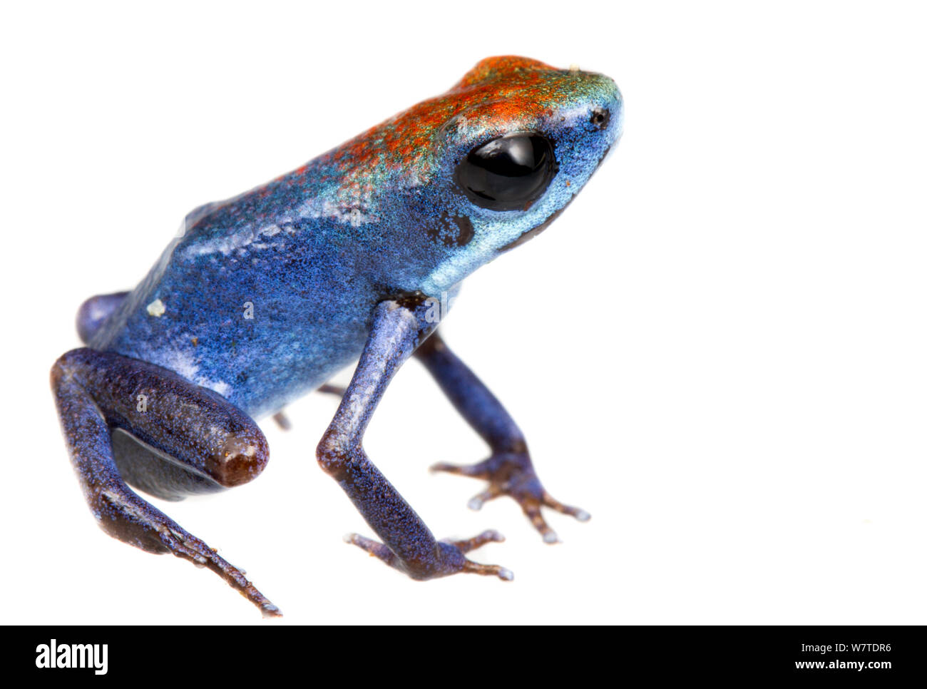 Escudo animal hi-res stock photography and images - Alamy