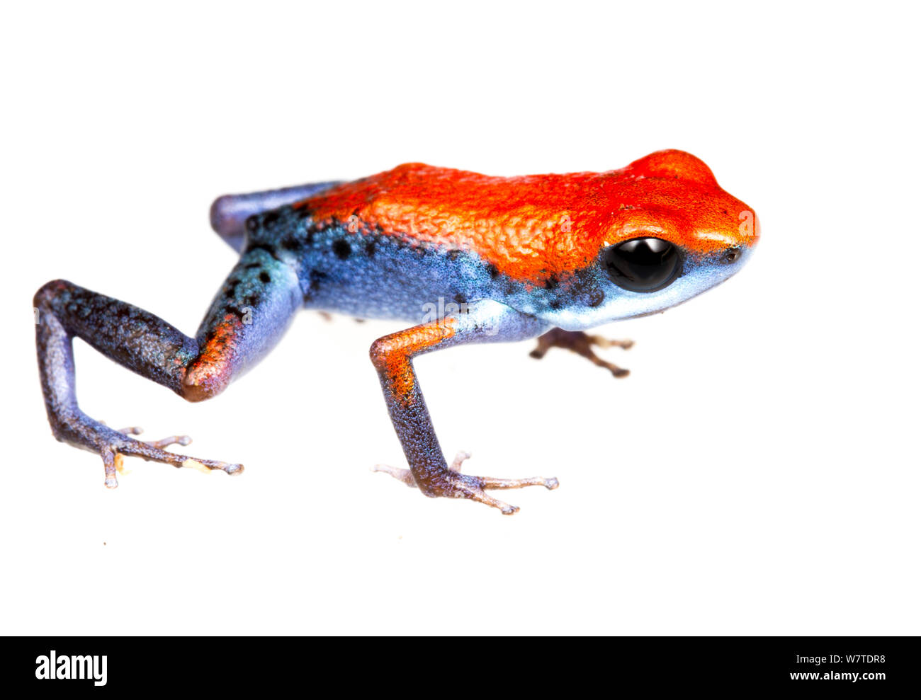 Strawberry Poison Frog (Oophaga pumilio) one of many colour morphs ...