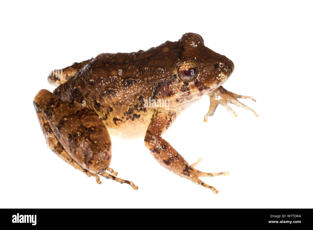 Rain frog Cut Out Stock Images & Pictures - Alamy