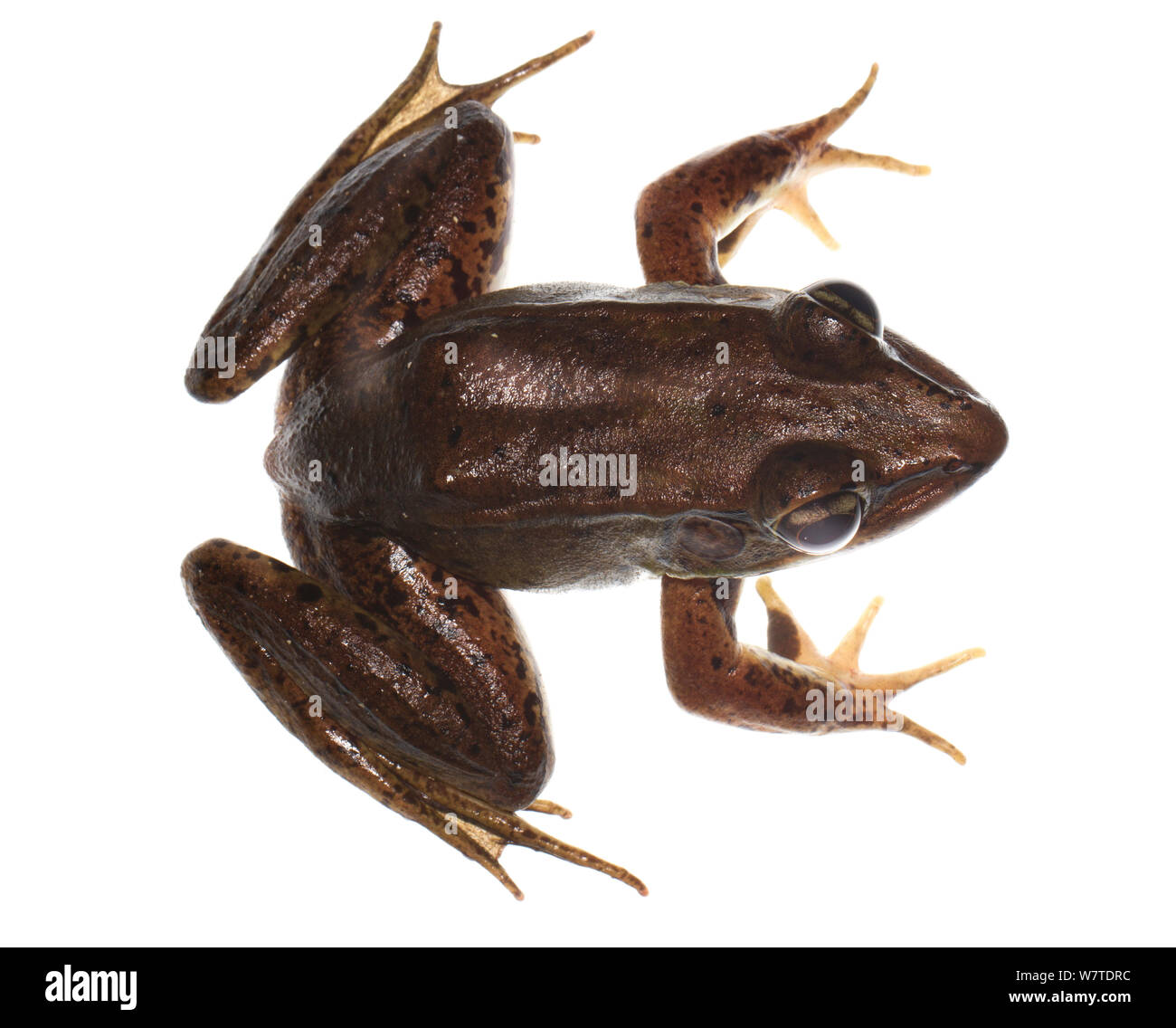 Escudo animal hi-res stock photography and images - Alamy