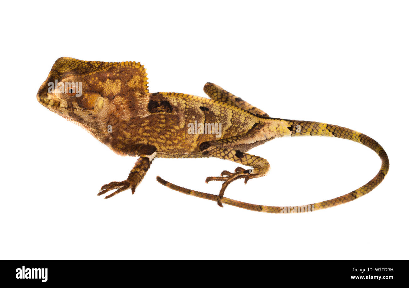 Isla iguana panama Cut Out Stock Images & Pictures - Alamy