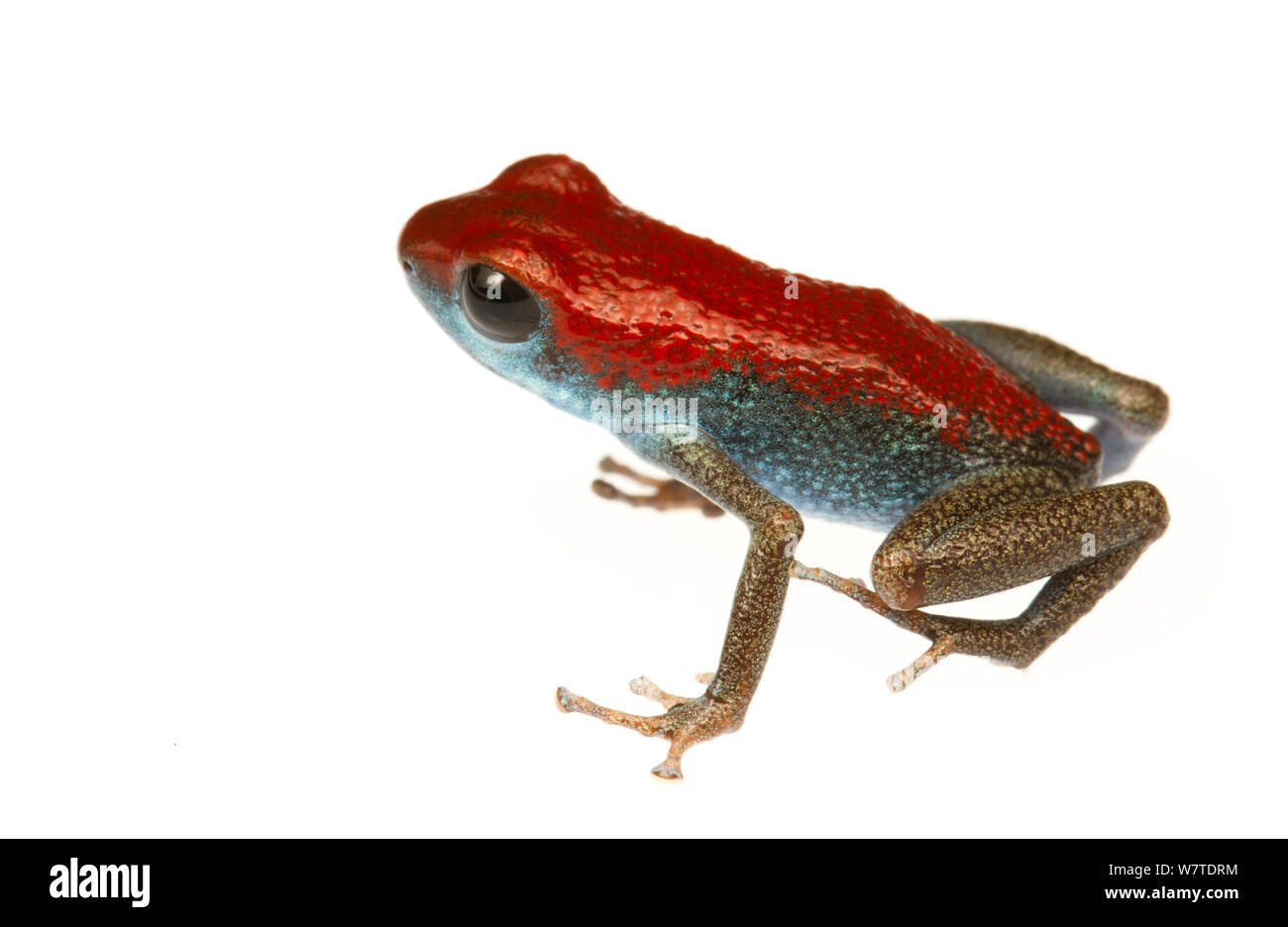 Strawberry Poison Frog (Oophaga pumilio) one of many colour morphs, the ...