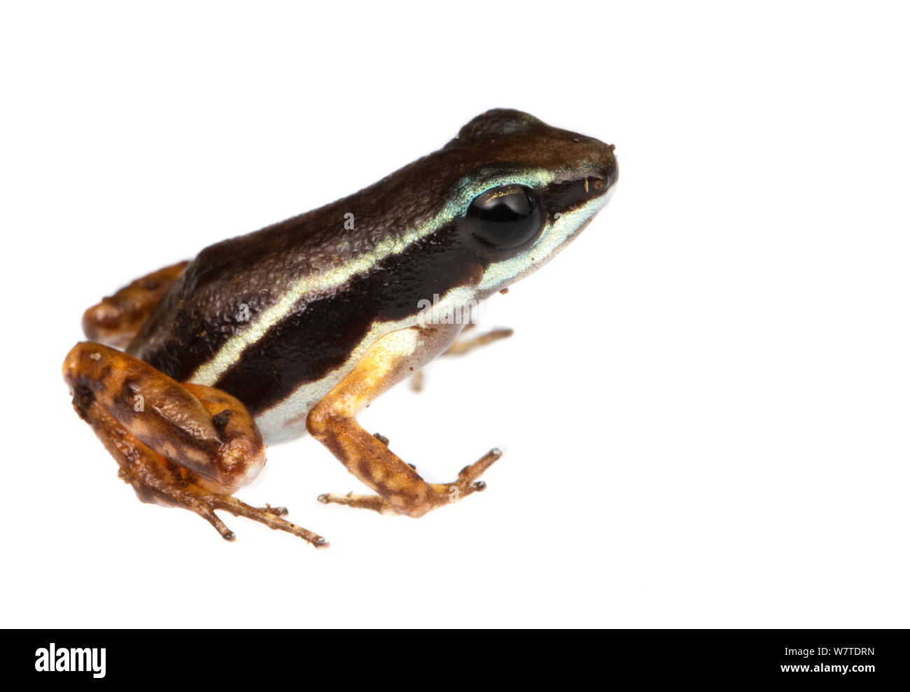 Rainforest frog portrait Cut Out Stock Images & Pictures - Alamy