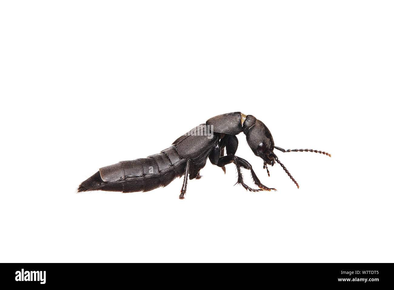 Devils coach horse b hi-res stock photography and images - Alamy