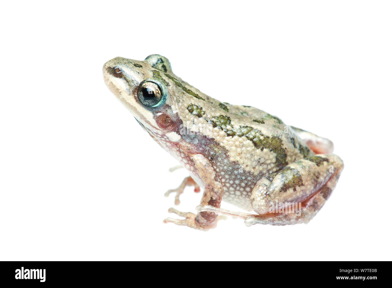 Spotted Chorus Frog (Pseudacris clarkii) male profile, Sabal Palm ...