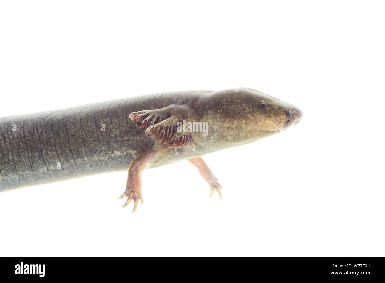 Lesser siren (siren intermedia) hi-res stock photography and images - Alamy