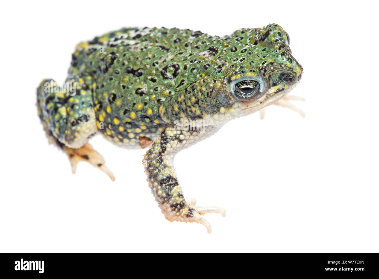 Texas toad hi-res stock photography and images - Alamy