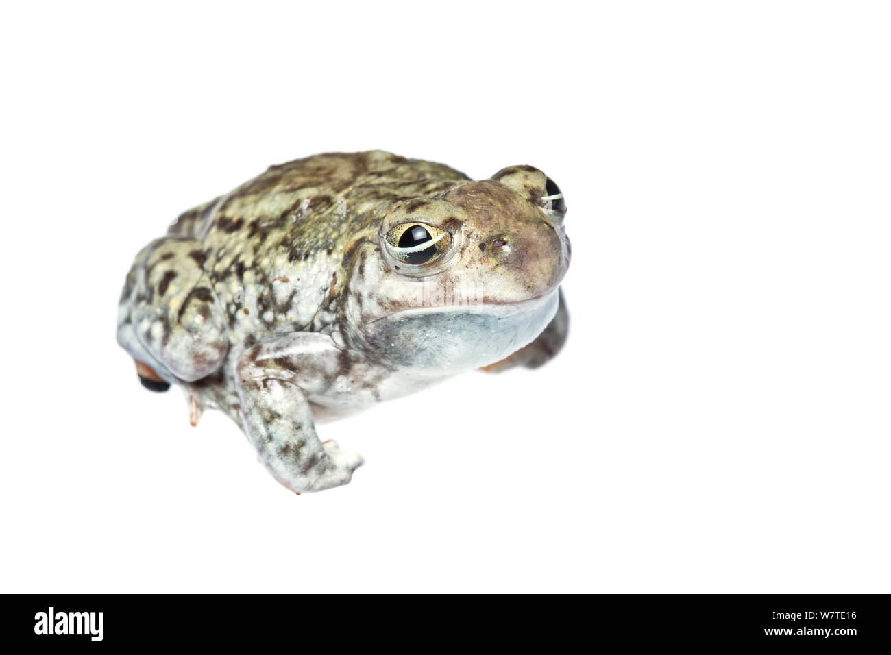 Grande hidalgo hi-res stock photography and images - Alamy