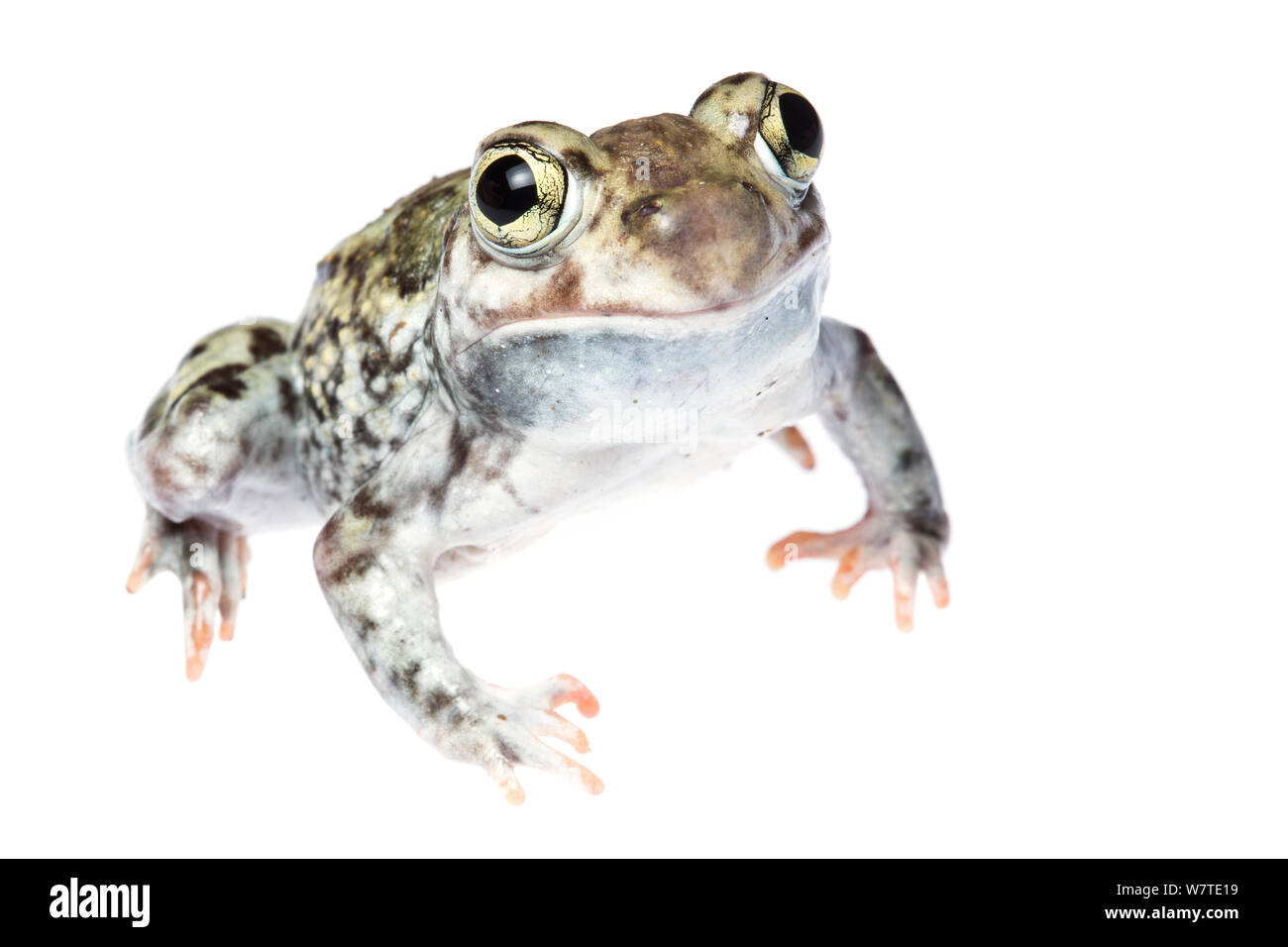 Spea bombifrons hi-res stock photography and images - Alamy