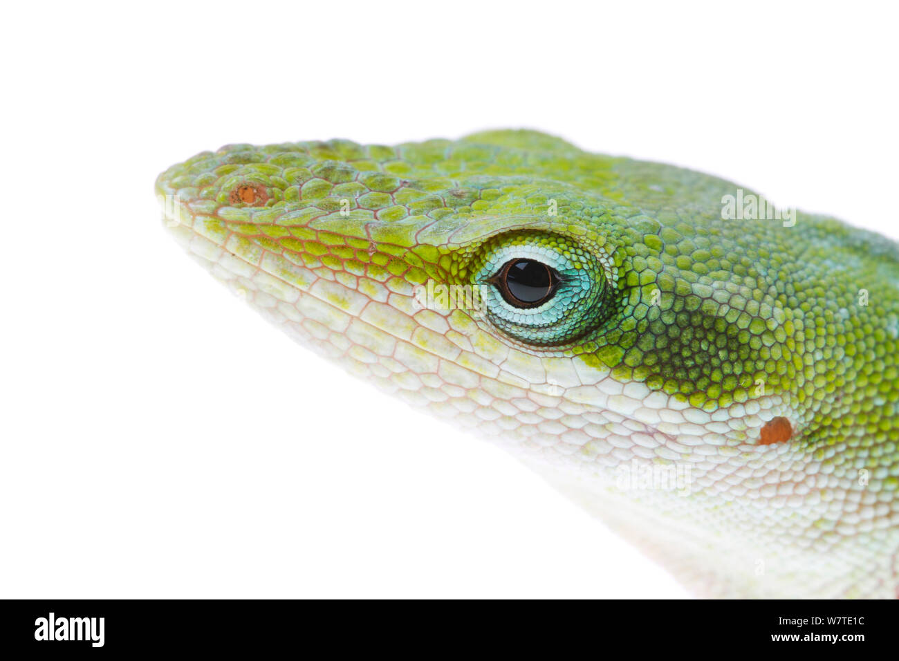 Green Anole (Anolis carolinensis) showing side view of head, Sabal Palm ...