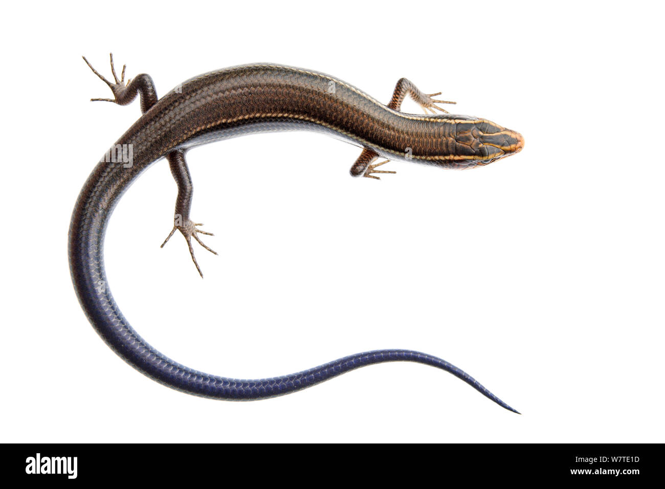 Portraits elevated view Cut Out Stock Images & Pictures - Alamy