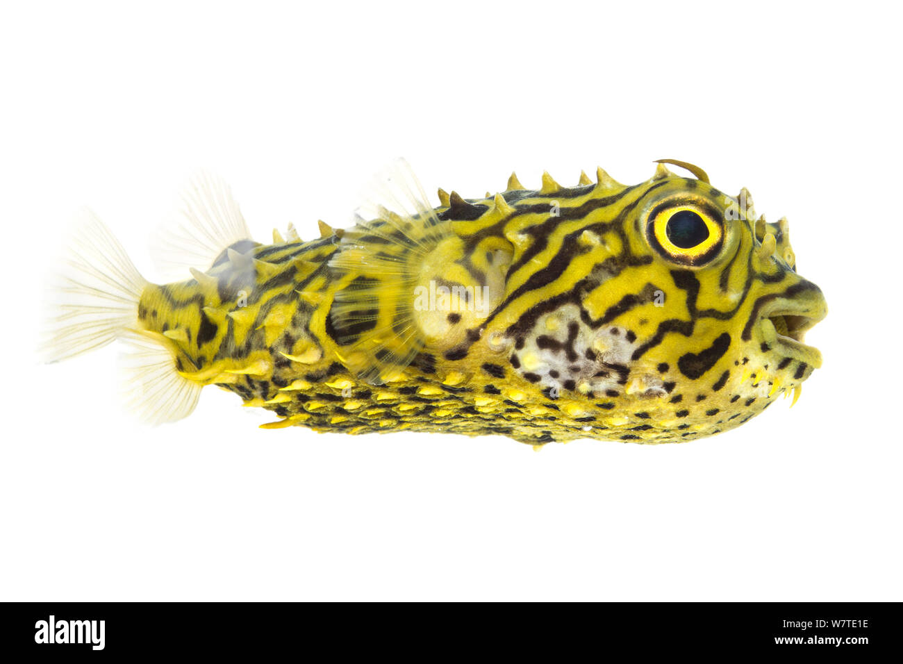 Striped Burrfish Puffed Up