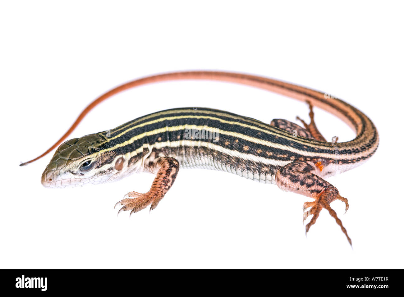 Aspidoscelis gularis texas spotted whiptail Cut Out Stock Images ...