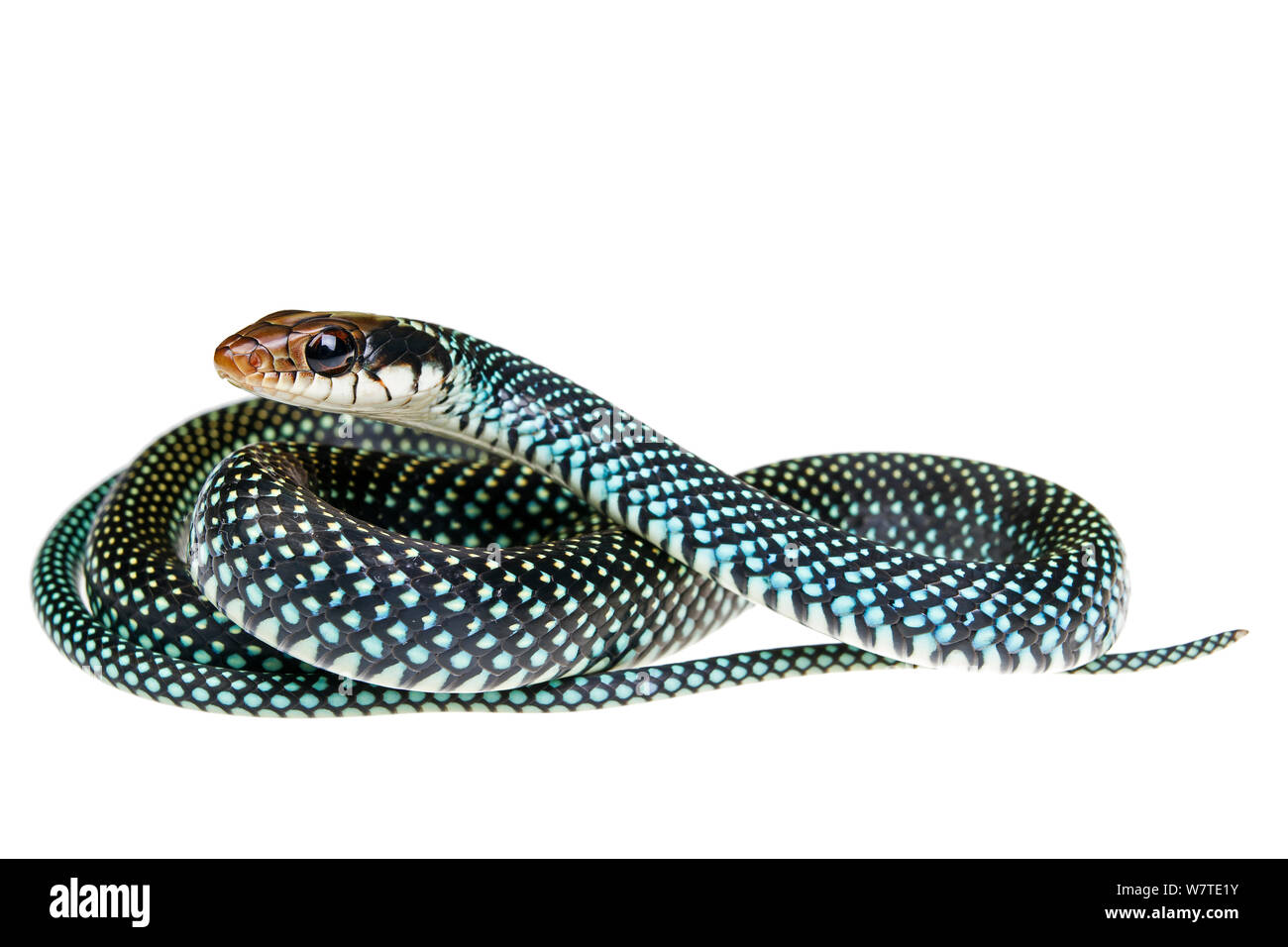 Speckled Racer (Drymobius margaritiferus) profile, Sabal Palm Sanctuary ...