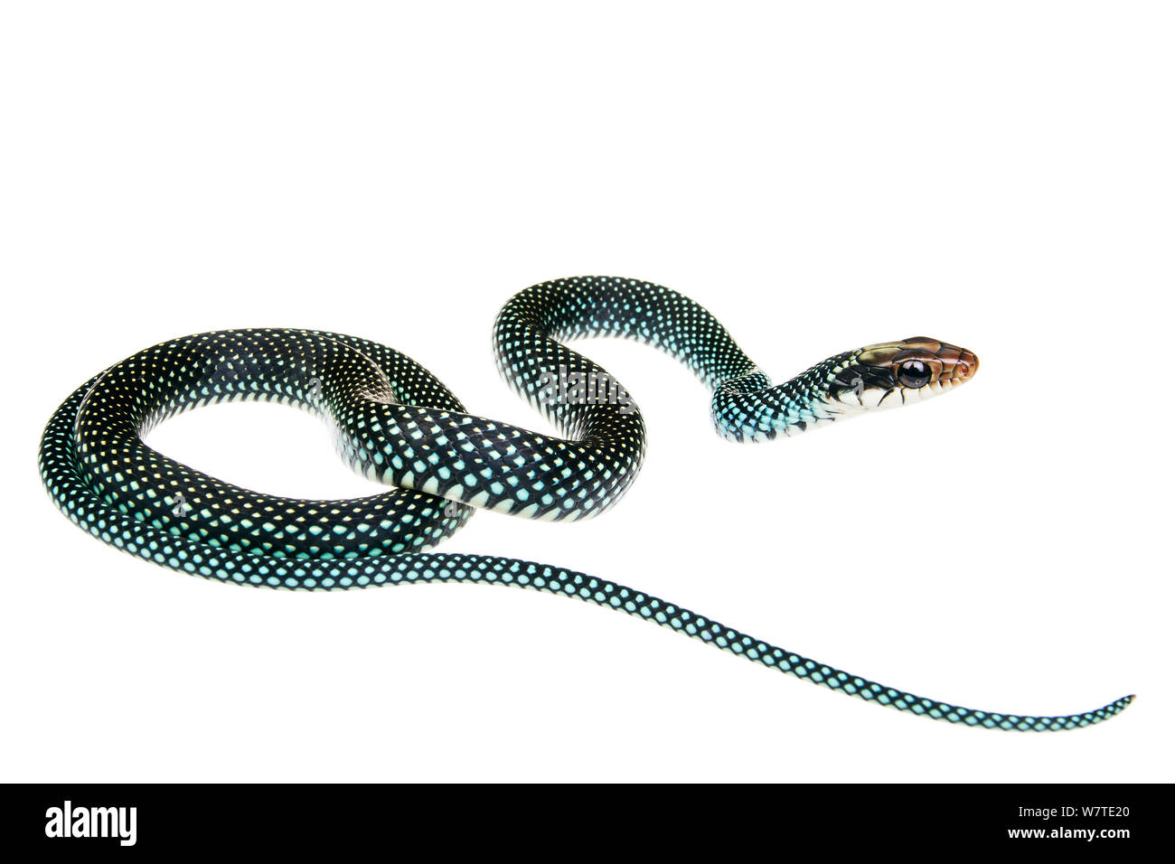 Speckled racer drymobius margaritiferus hi-res stock photography and ...