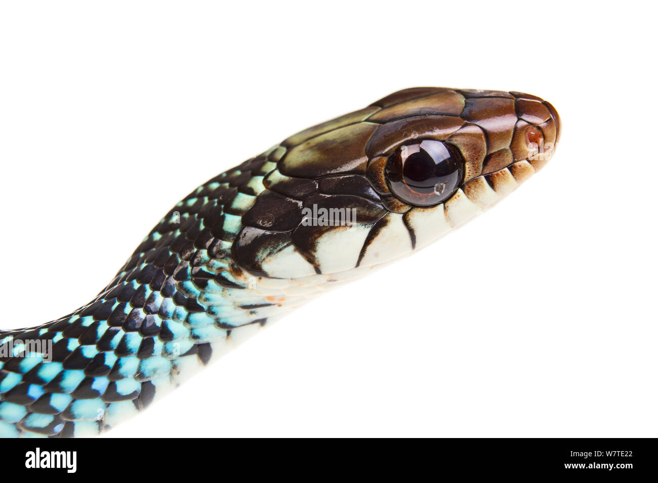 Speckled racer drymobius margaritiferus hi-res stock photography and ...