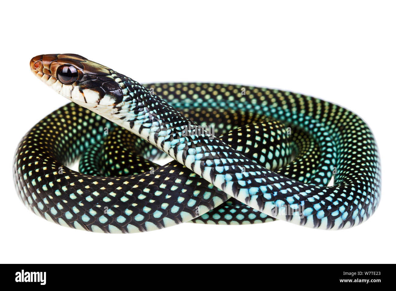 Speckled Racer (Drymobius margaritiferus) profile, Sabal Palm Sanctuary ...