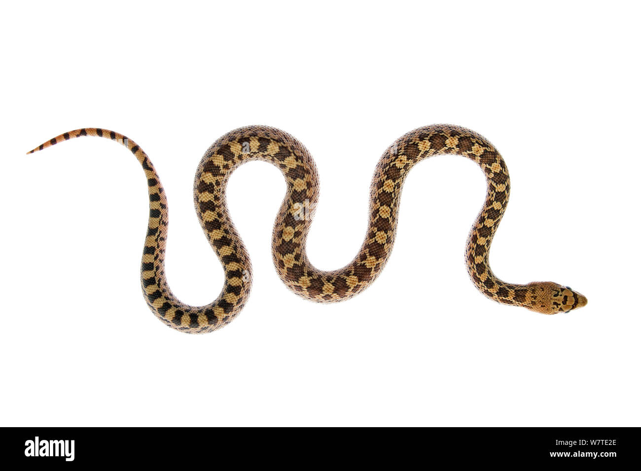 Patterned snakes Cut Out Stock Images & Pictures - Alamy