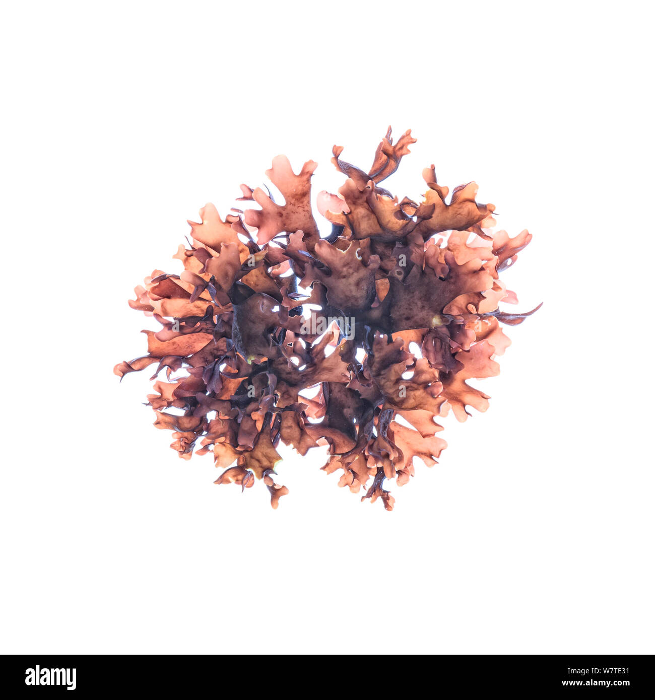 False Irish Moss (Mastocarpus stellatus) from rock pool, Carrageen ...