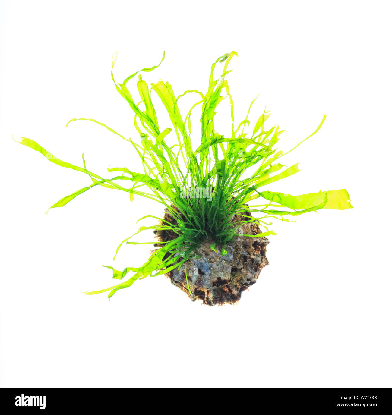 Ulva lactuca hi-res stock photography and images - Alamy