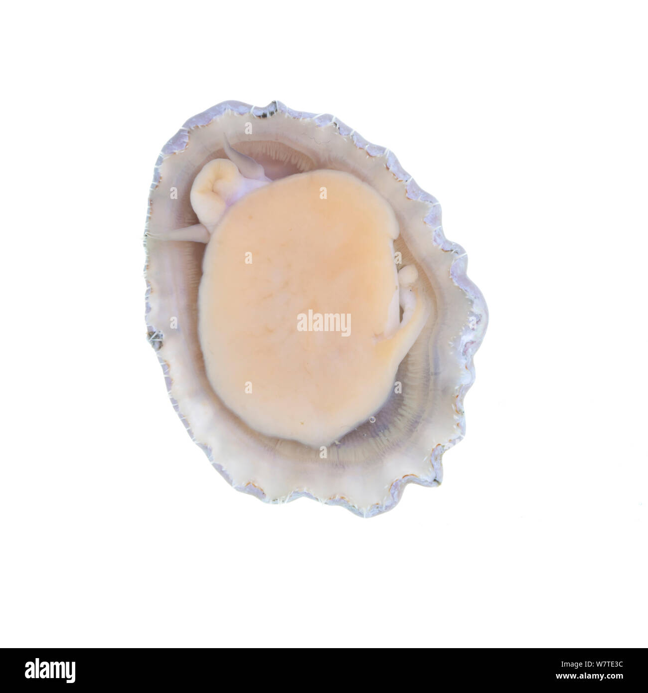Common Limpet (Patella vulgata) from rock pool, County Clare, Ireland ...