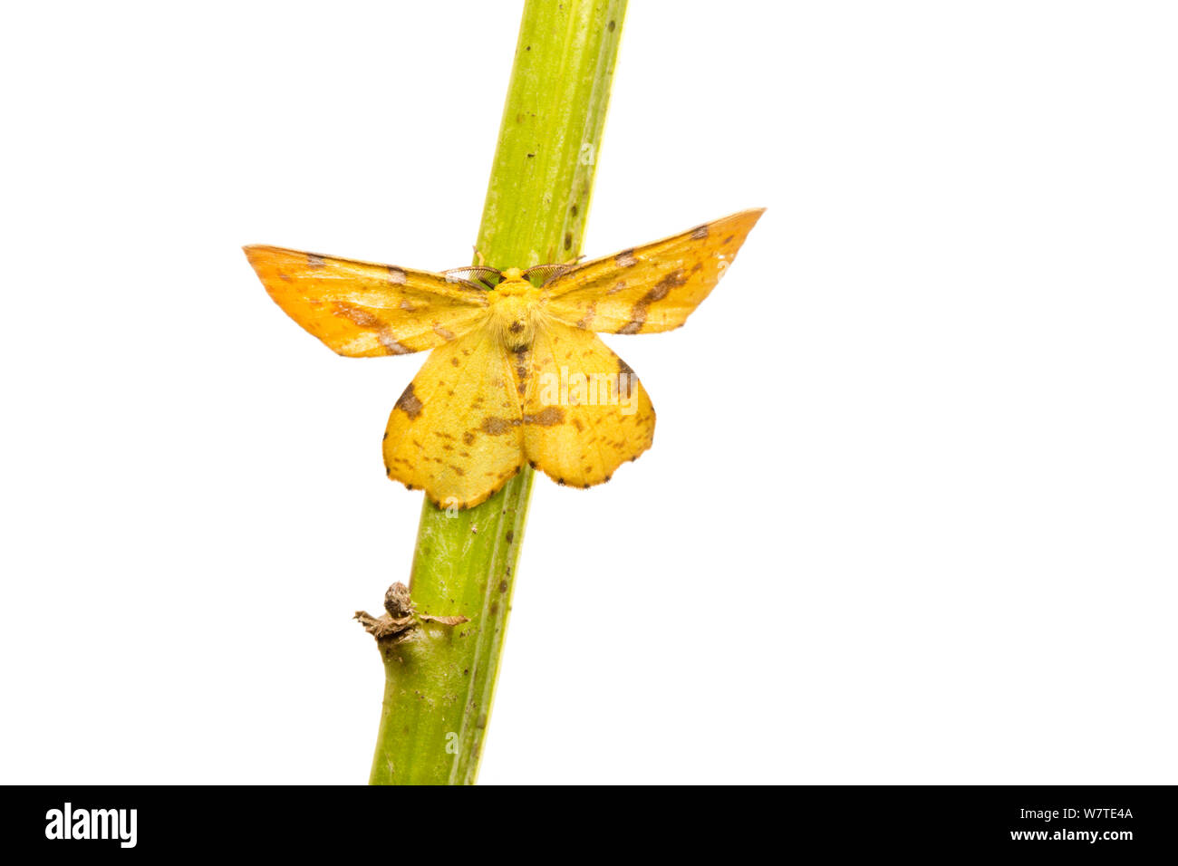 Urticaria xanthotype hi-res stock photography and images - Alamy