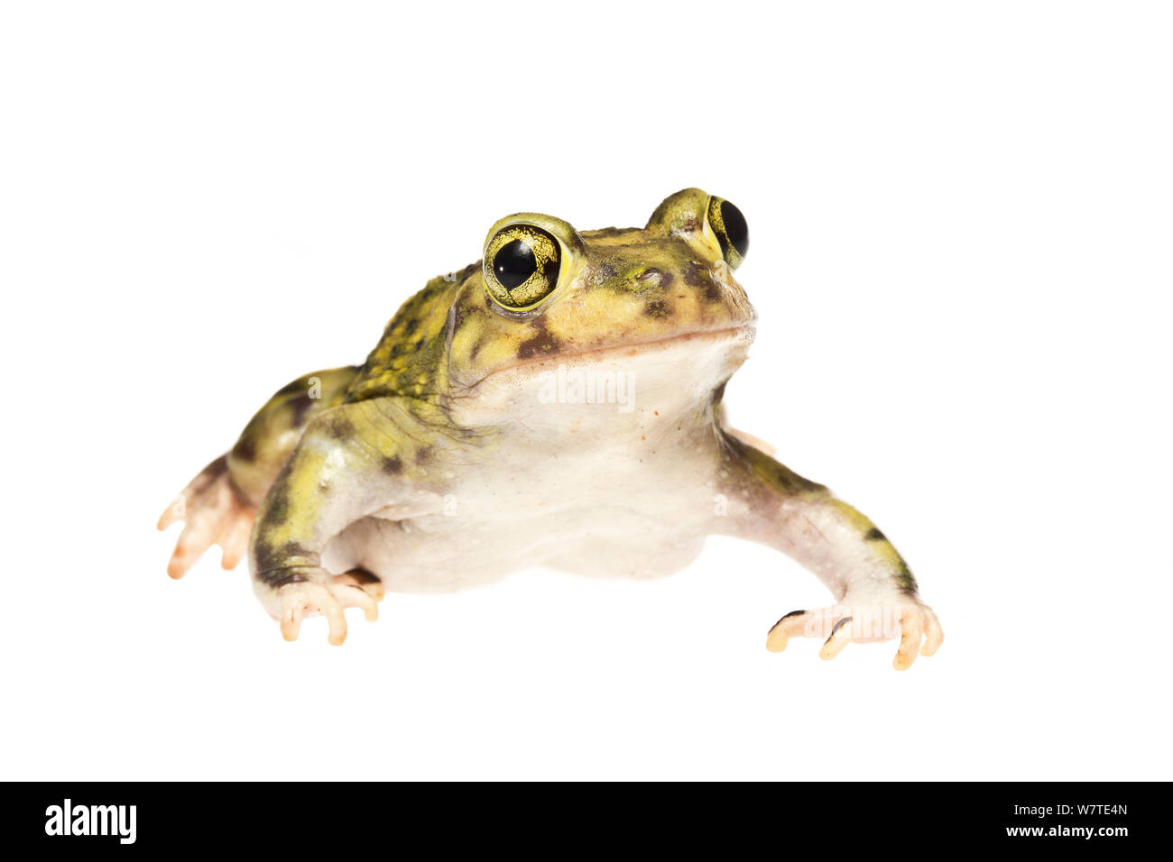 Texas toad hi-res stock photography and images - Alamy