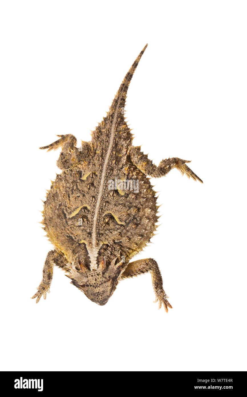 Texas Horned lizard (Phrynosoma cornutum) Texas, USA, April ...