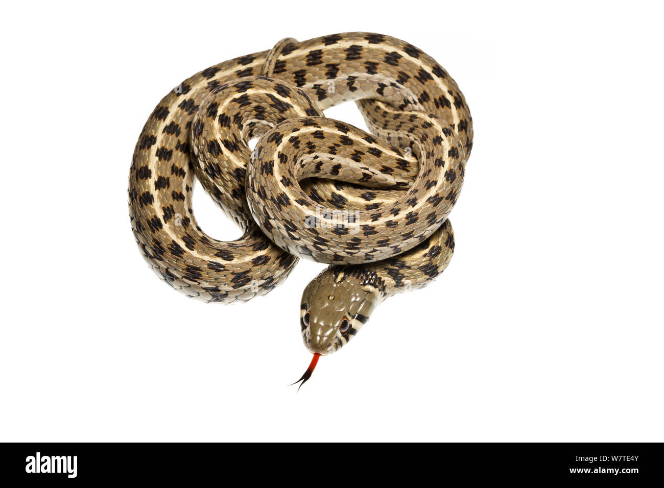 Texas garter snake hi-res stock photography and images - Alamy