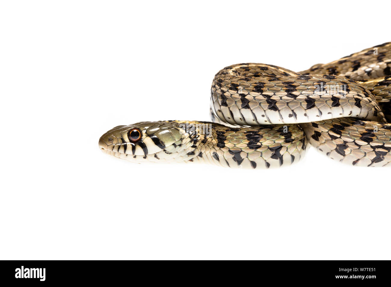 Checkered garter snake (Thamnophis marcianus) Texas, USA, May ...