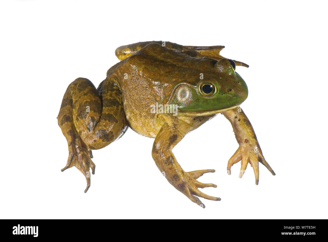 American Bullfrog (Lithobates catesbeianus) Ohio, USA, July ...