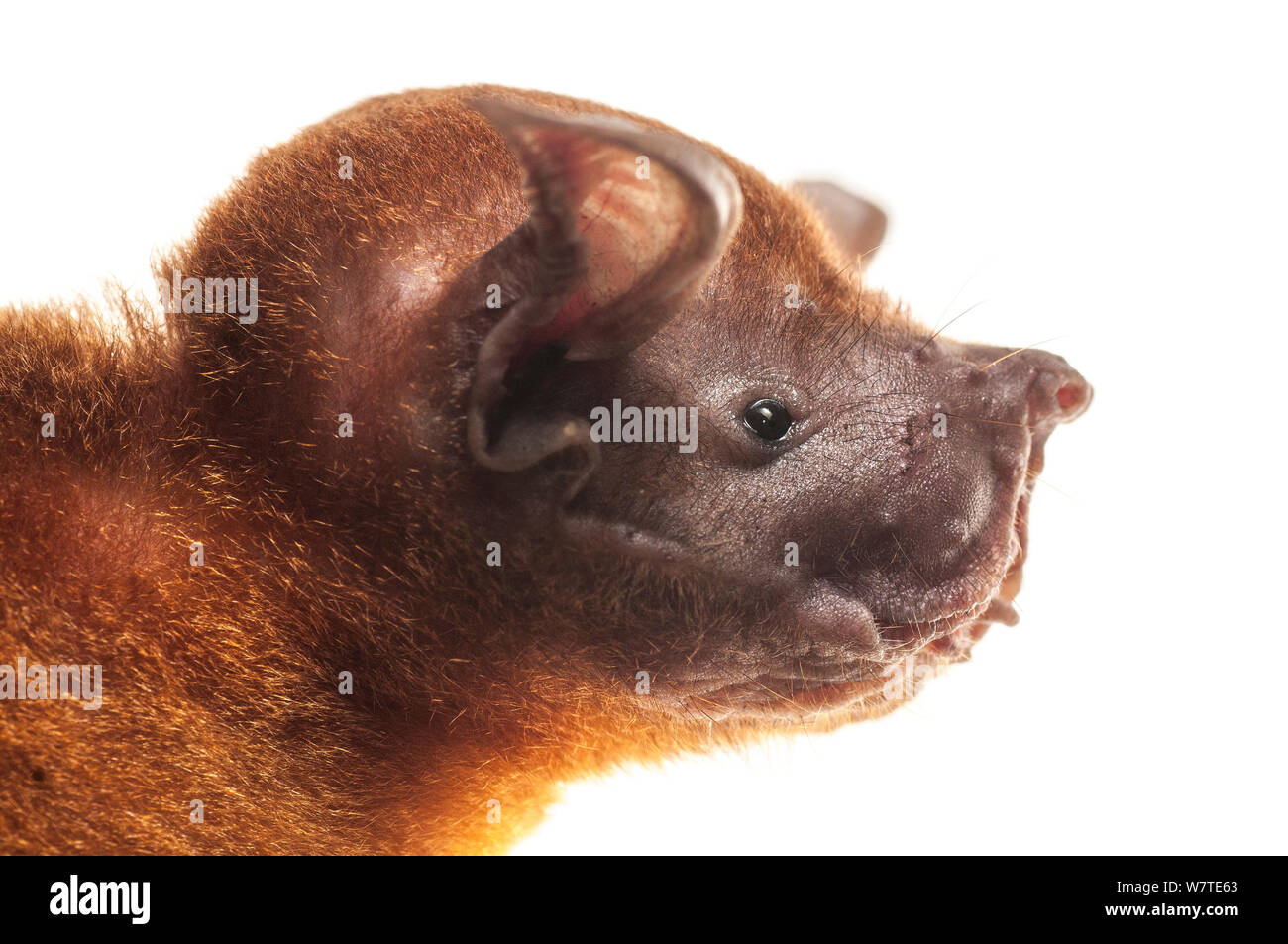 Leporinus hi-res stock photography and images - Alamy