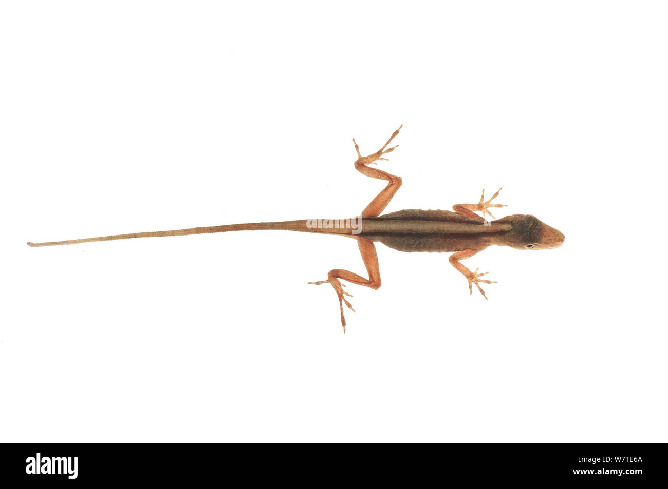 Slender amazon anole (Anolis fuscoauratus) Surama, Guyana ...